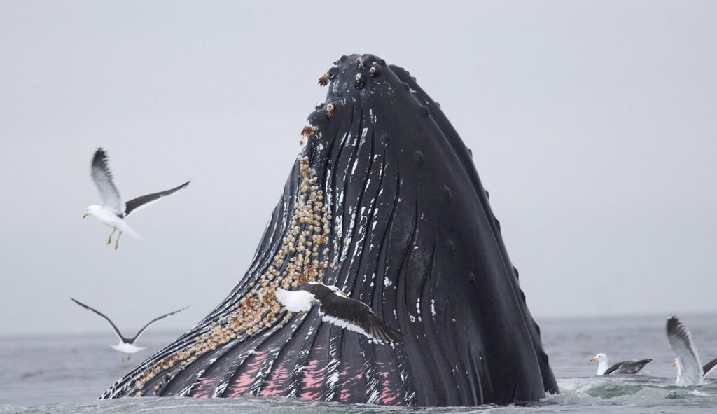 What is a Baleen Whale? - Wildfoot Travel Journal